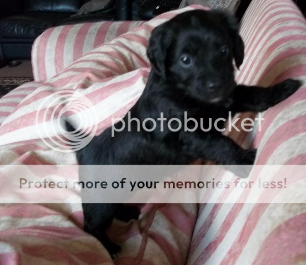 Jackapoo/Jackadoodle puppies FOR SALE *NEWPICS * | Horse Gossip