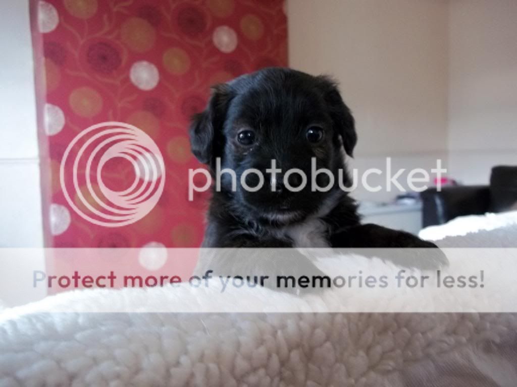 Jackapoo/Jackadoodle puppies FOR SALE *NEWPICS * | Horse Gossip