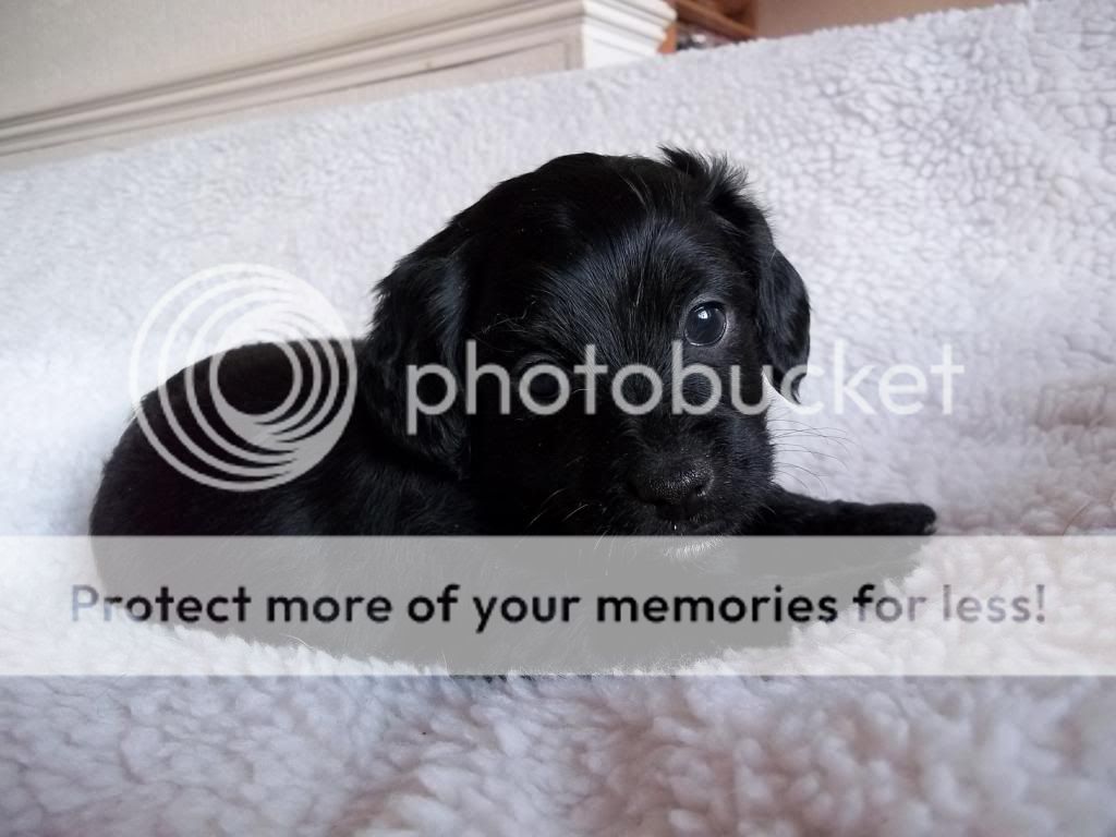 Jackapoo/Jackadoodle puppies FOR SALE *NEWPICS * | Horse Gossip