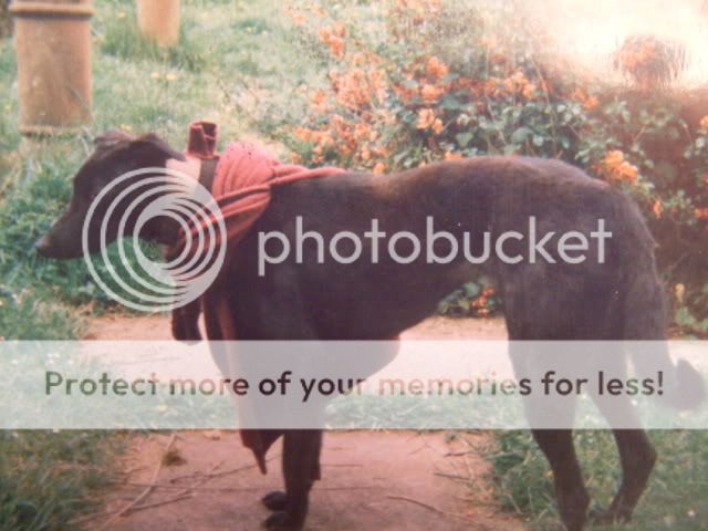 Overweight pooch - Lurcher Link