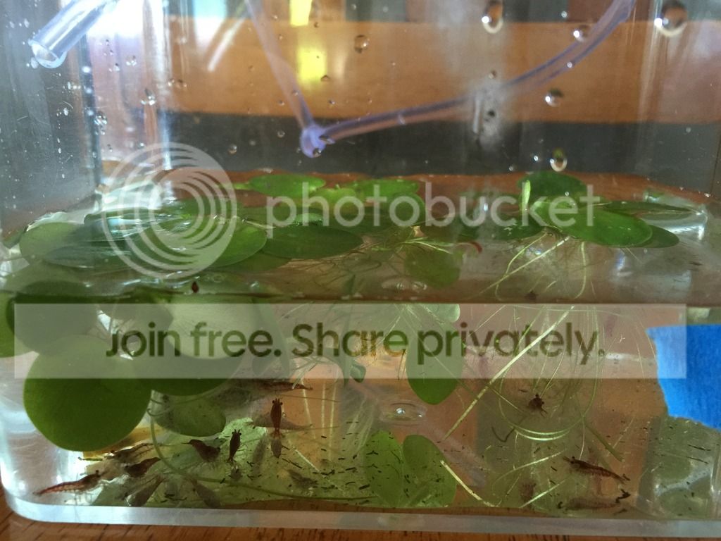 Aqueon 15g Column Planted Build | The Planted Tank Forum