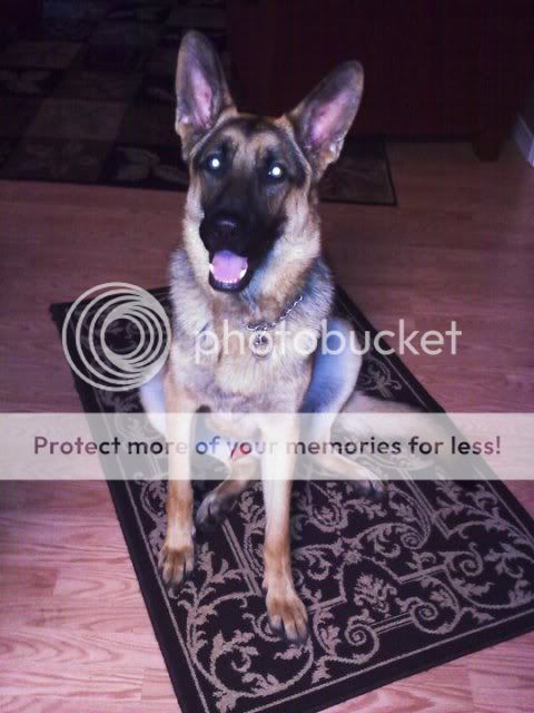 Don't you hate it......???? | Page 2 | German Shepherds Forum