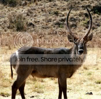 Waterbuck - Shot placement and Hunting techniques | Archery Talk Forum