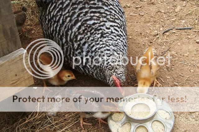 Production Red Thread (type thingy) | BackYard Chickens - Learn How to ...